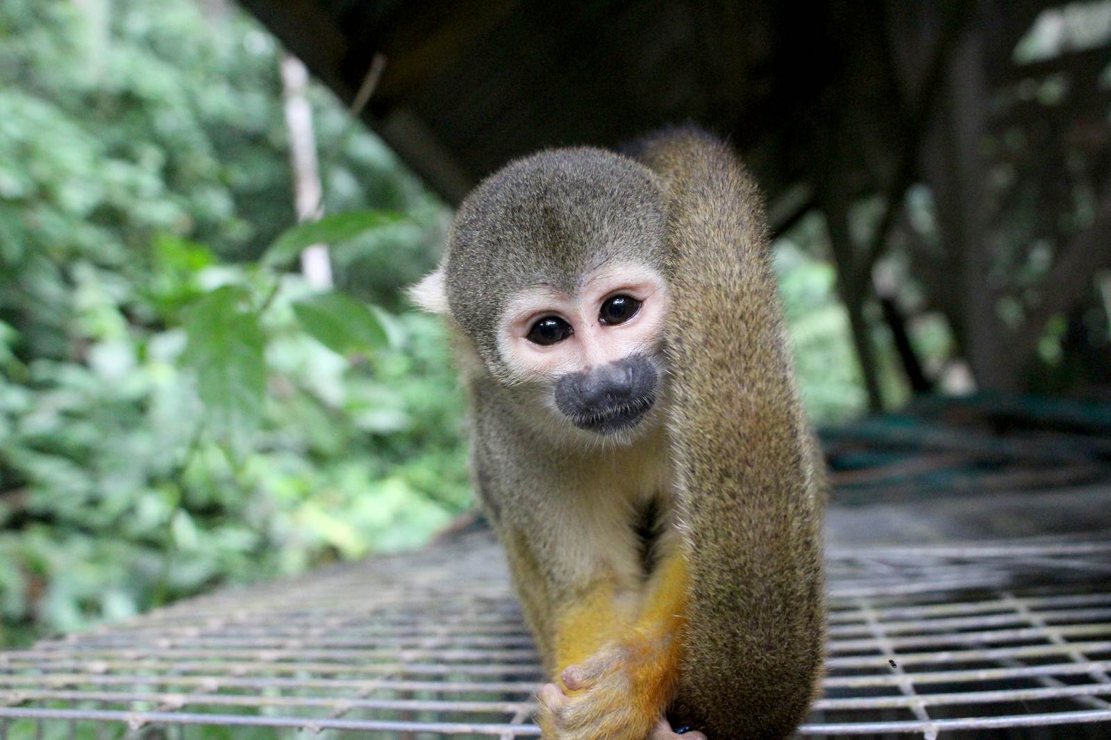 The latest news (15/01/2015 – 20/02/2015) – Esperanza Verde
