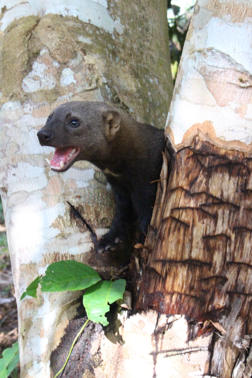 Esperanza Verde Update / July 2018 – Esperanza Verde
