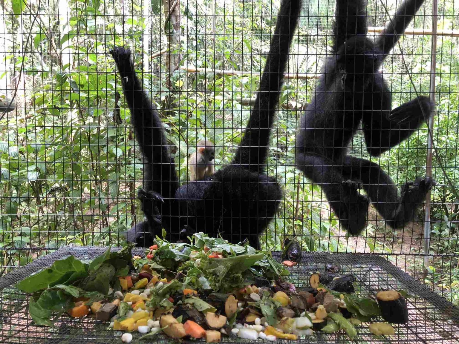 April 2020 Newsletter – Esperanza Verde