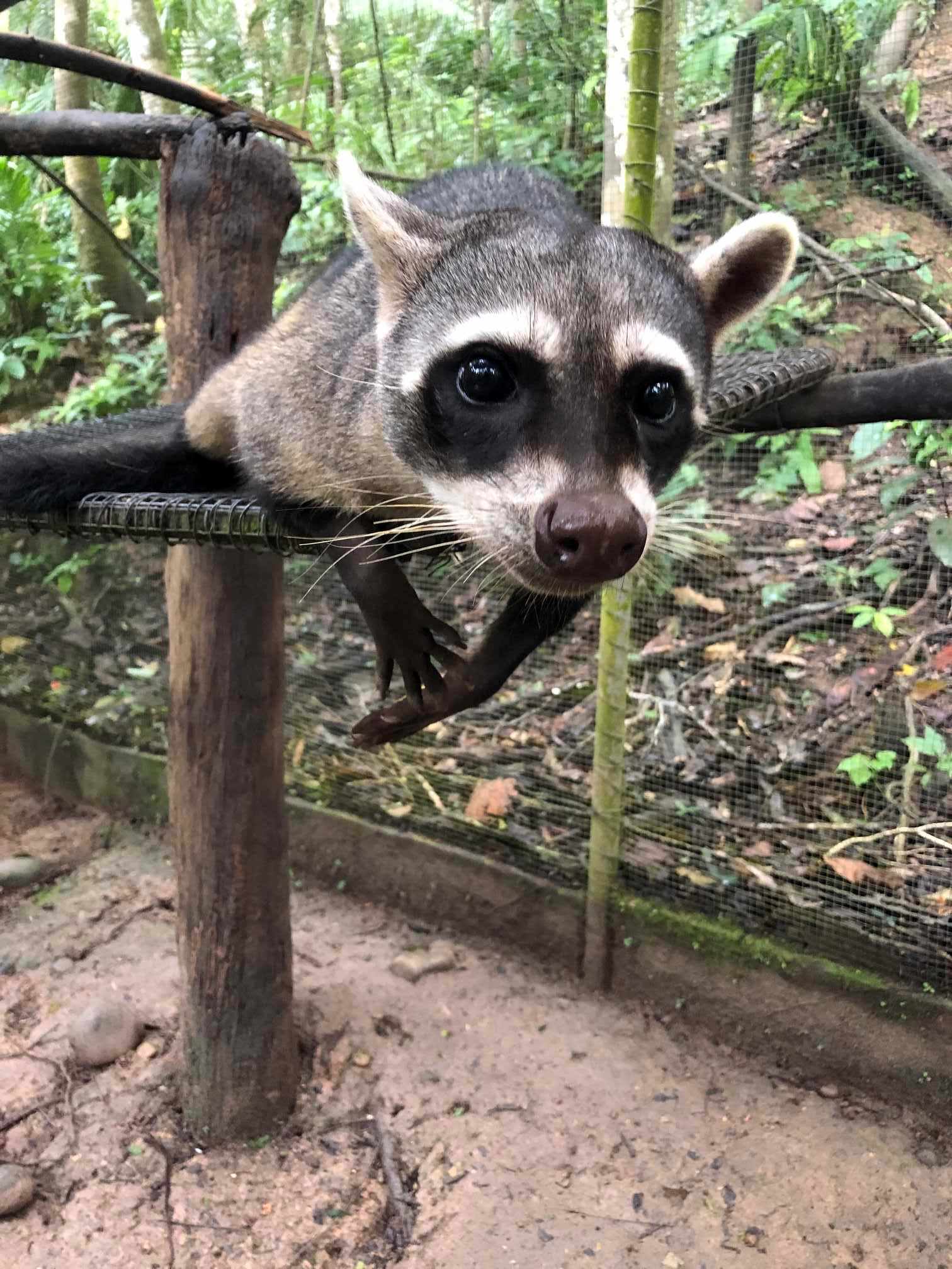 June 2020 Newsletter – Esperanza Verde