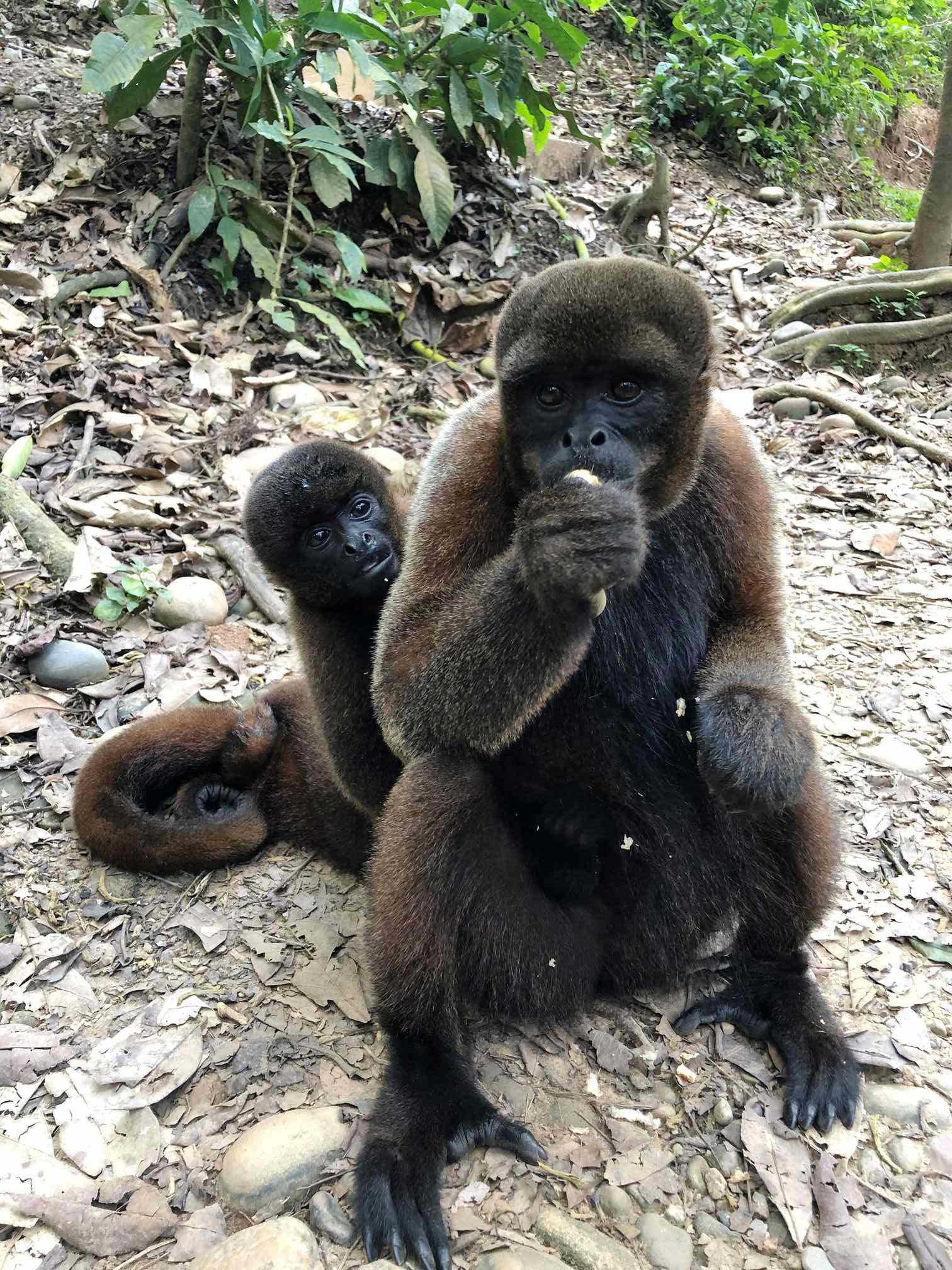 July 2020 Newsletter – Esperanza Verde