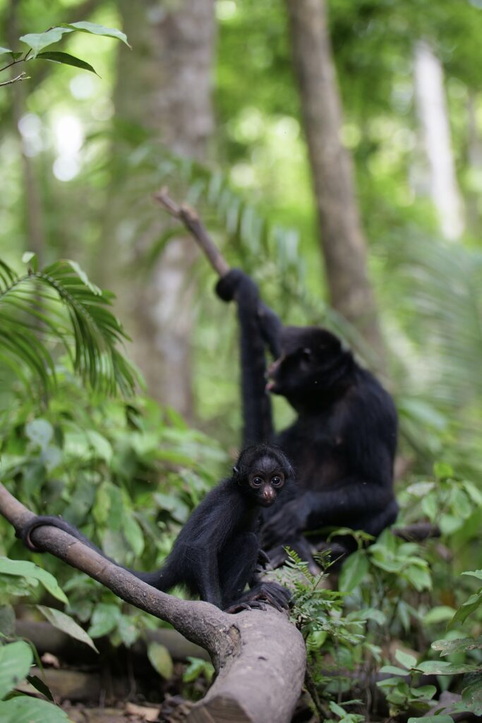 November 2022 Newsletter - Esperanza VerdeEsperanza Verde